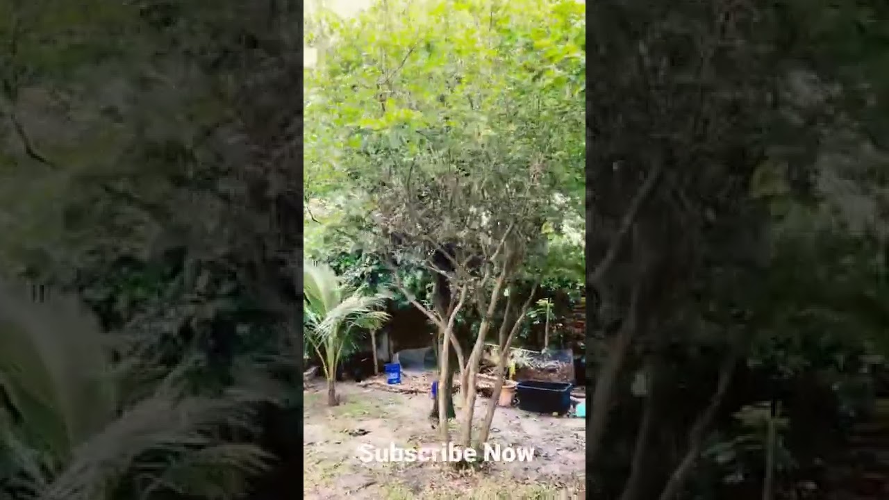 Growing Barbados Cherry Trees in Florida - YouTube
