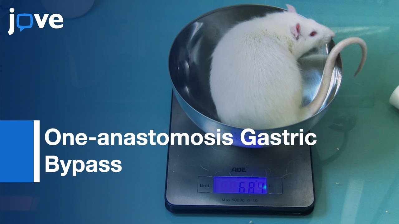 OAGB (One-anastomosis Gastric Bypass) Model | Protocol Preview - YouTube