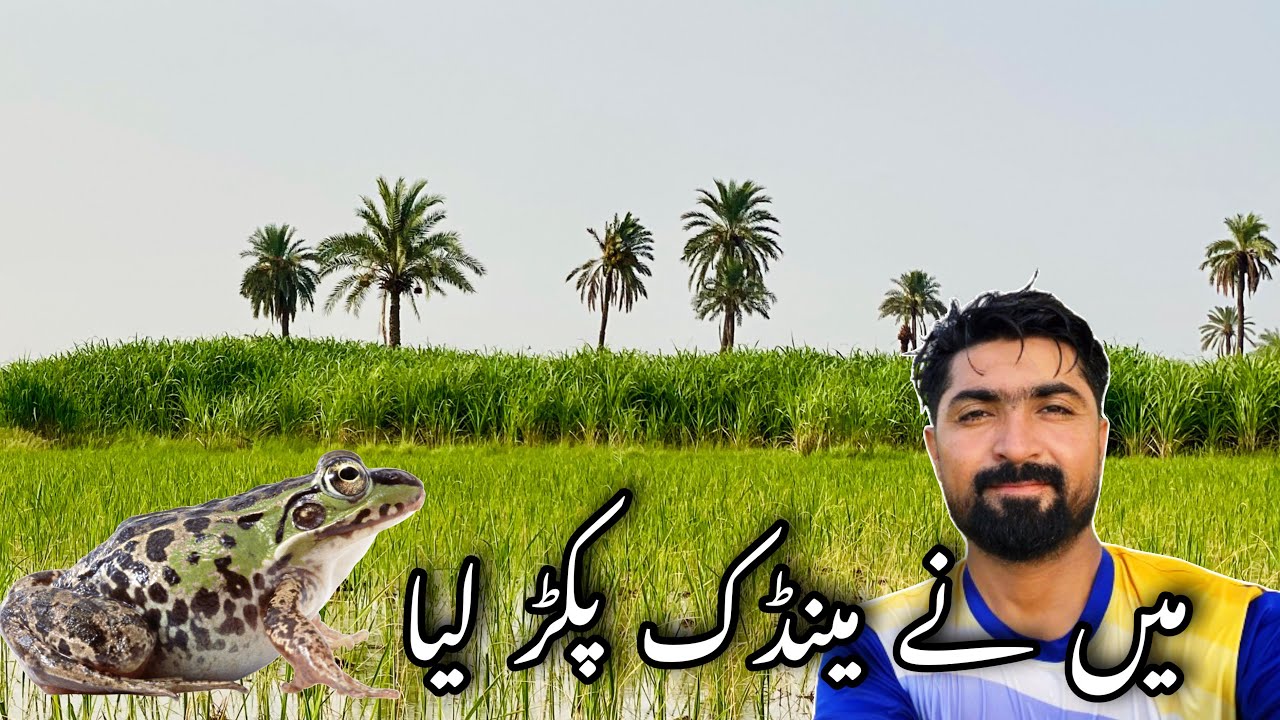Main Ny Meindak🐸 Pkar Lia | Frog Video || A&Zee Vlogs - YouTube