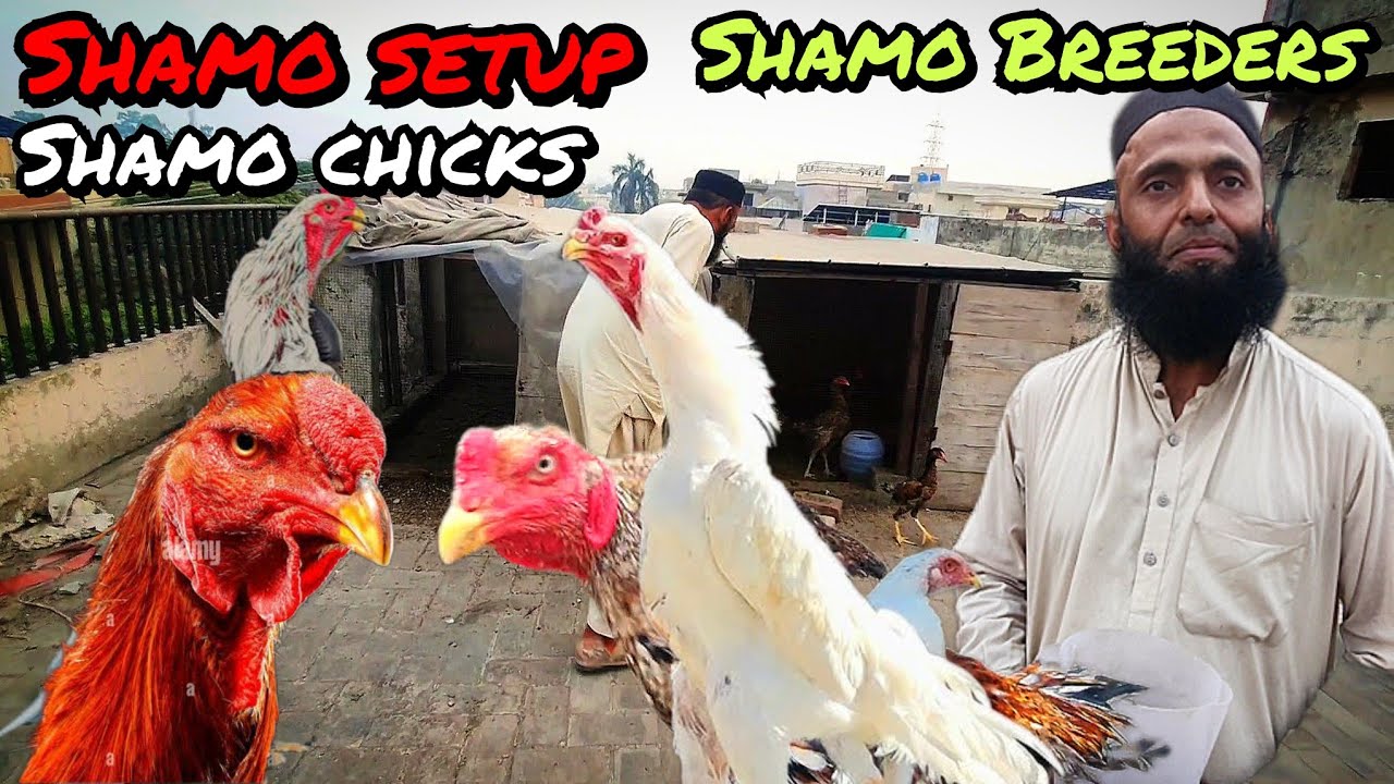 Shamo Setup Cheapest Price and Quailty Shamo at Farm #shamo #pakistan # ...
