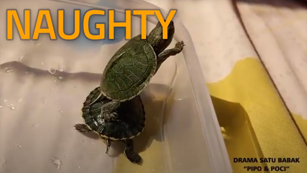 Pipo & Poci - The Movie - YouTube