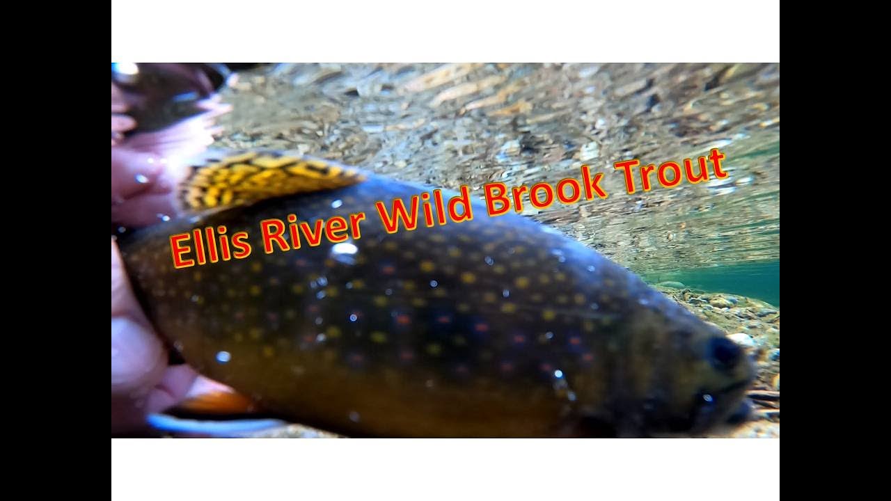 Ellis River Wild Brook Trout - YouTube
