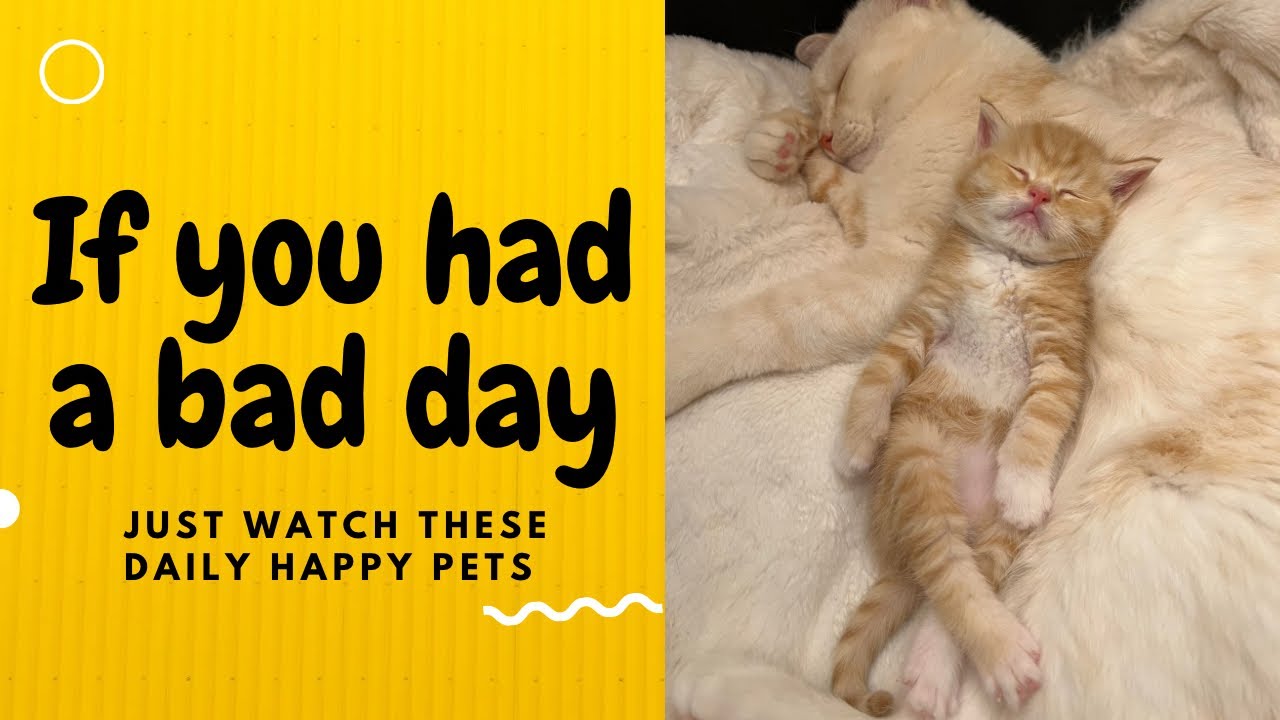 If you had a bad day, just watch these daily happy pets | Day 90 - YouTube