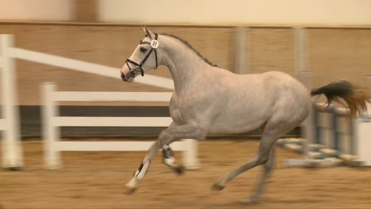 KN 17: Durango VDL x Veron - YouTube