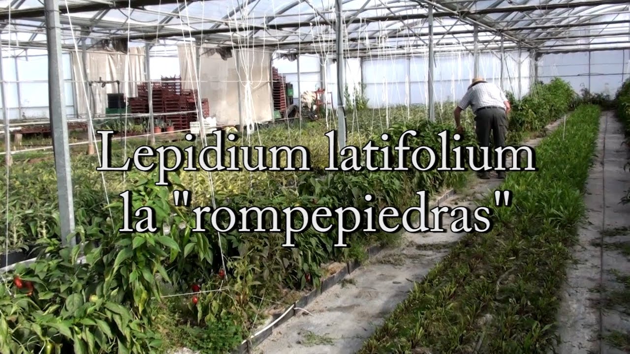Lepidium latifolium: La "Rompepiedras" (con Josep Pàmies) - YouTube
