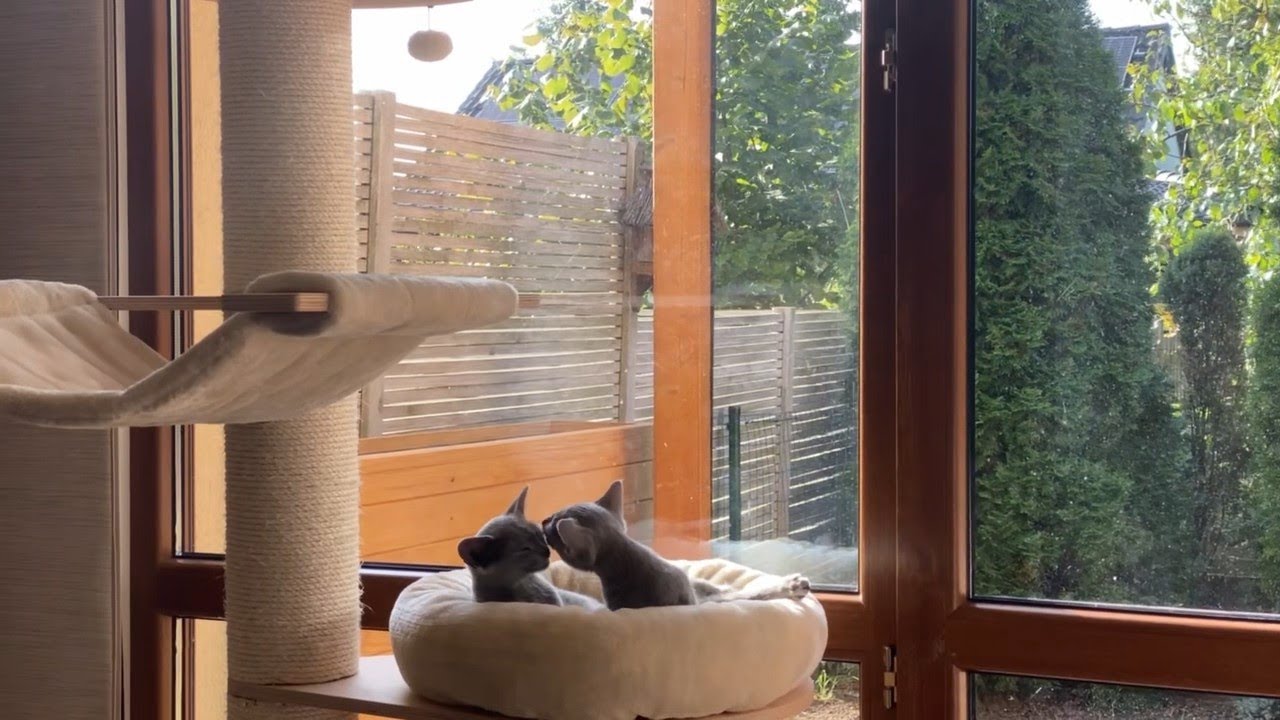 Cute Russian Blue kittens grooming each other - YouTube
