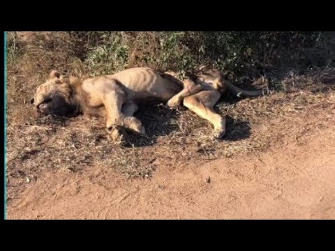 Limping Monwana Male Lion today in Bad Condition - YouTube