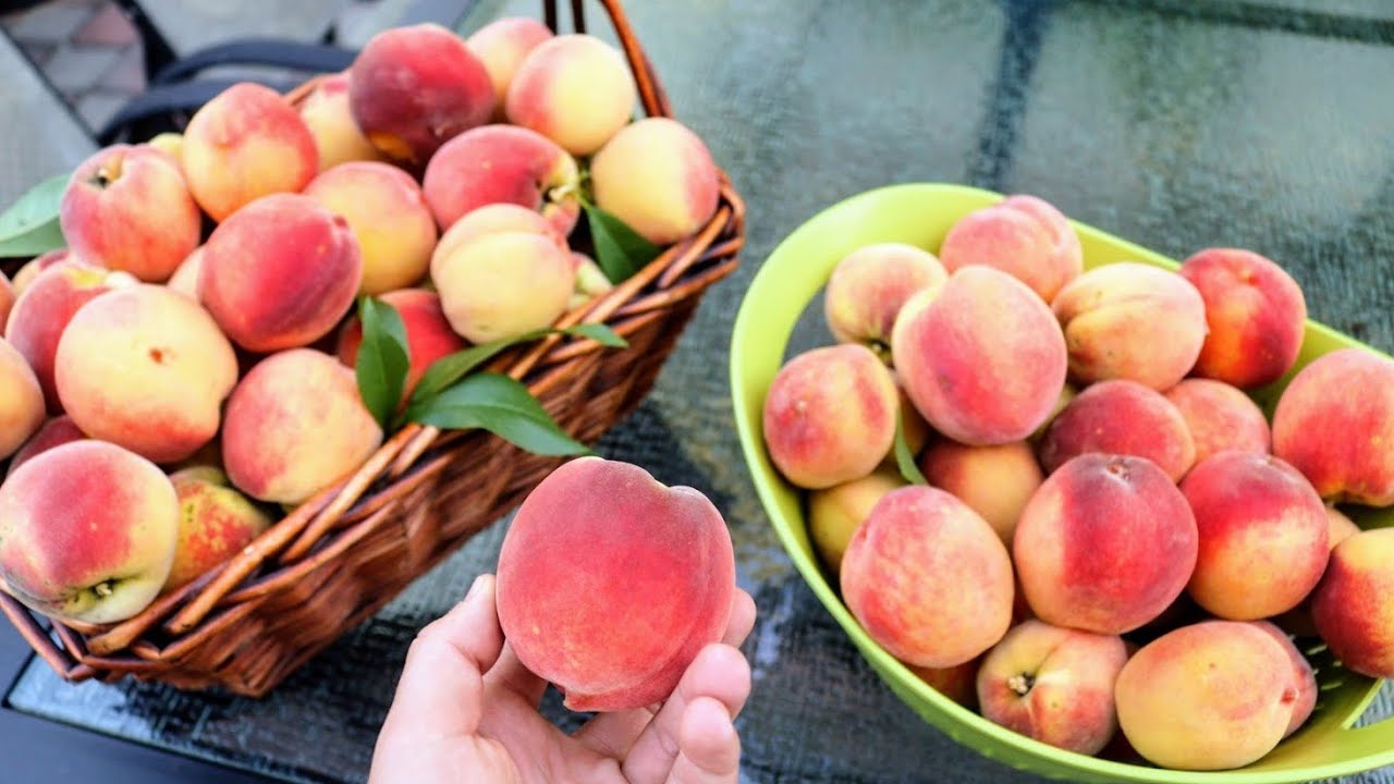 MUST GROW Fruit Trees, Vines & Shrubs in a BACKYARD ORCHARD