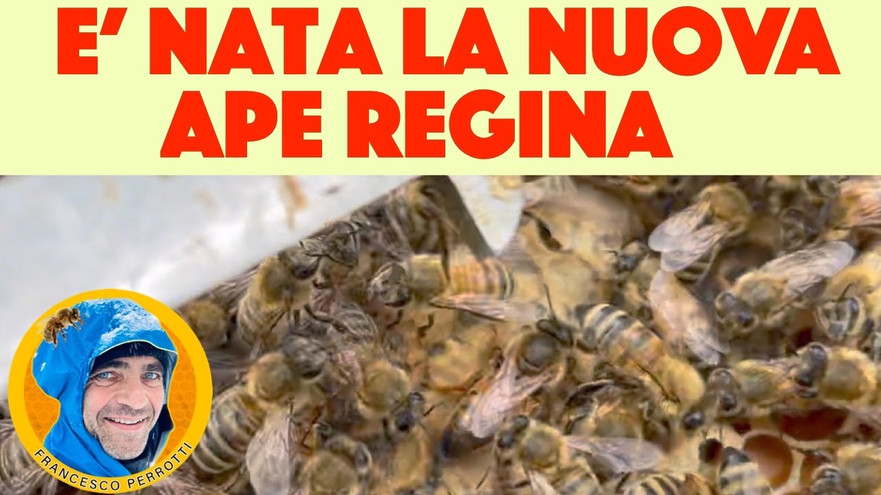 23 Apicoltura : Vediamo la nuova ape regina vergine ( 2021 ) nascita di ...