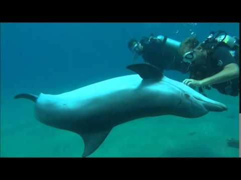 Tauchen mit wilden Delfinen im Roten Meer