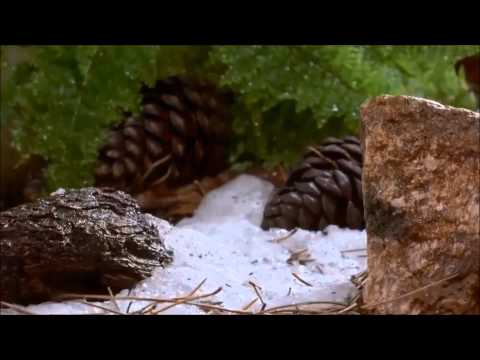 Allah Dilediğini Yaratır !  Allahın Mucizeleri