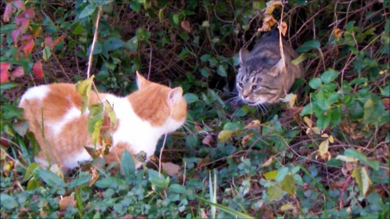 Cat Smack Talking - YouTube