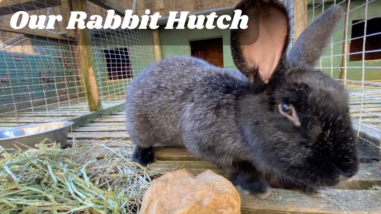 Housing Our Rabbits - YouTube