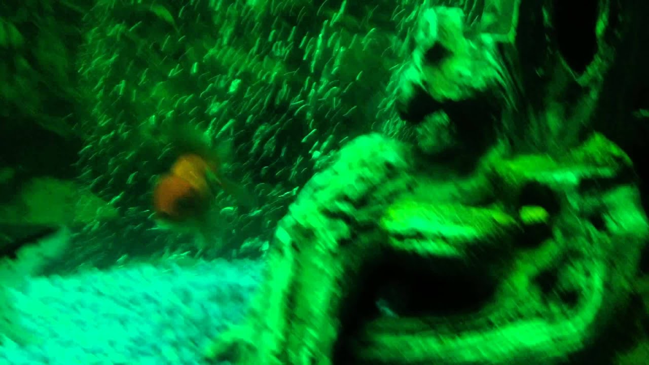 Goldfish being treated with ick parasites successful - YouTube