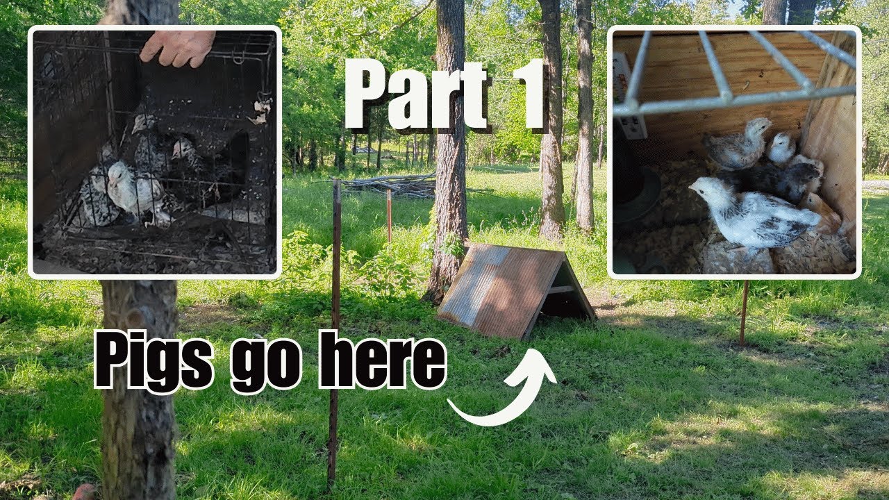 Building a Pig Pen- Part 1 | Chickens & Chicks | Homestead, DIY ...