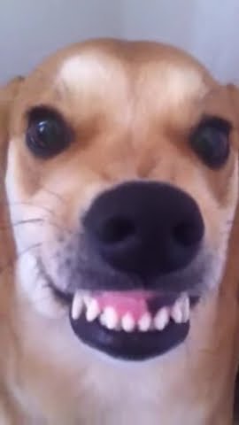 cane che ride colpevole - YouTube