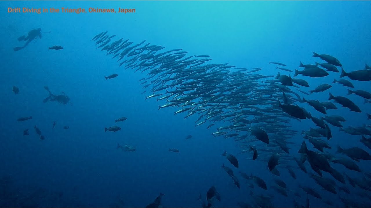 Drift Diving in the Triangle, Okinawa Island, Japan. Taman, Giant ...