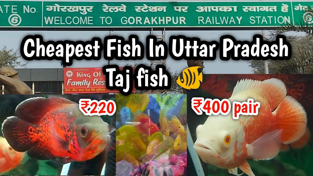 Cheapest Fish In Uttar Pradesh Taj fish 🐠 #gorakhpur #fishshop - YouTube