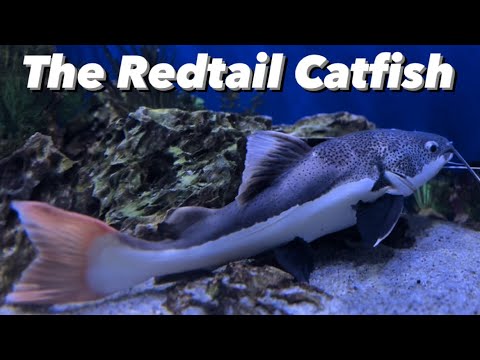 Redtail Catfish Care Guide - Why You Shouldn’t Get One! Redtail Catfish ...