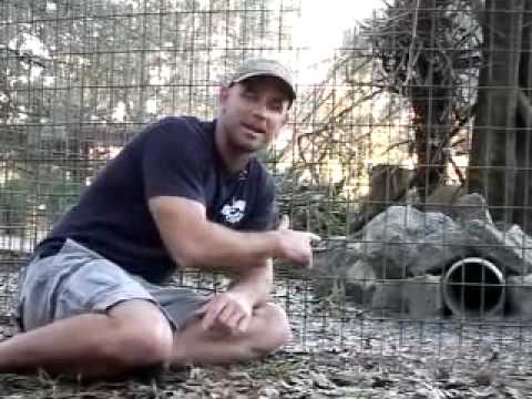 SAND CAT: Species Spotlight- Big Cat TV