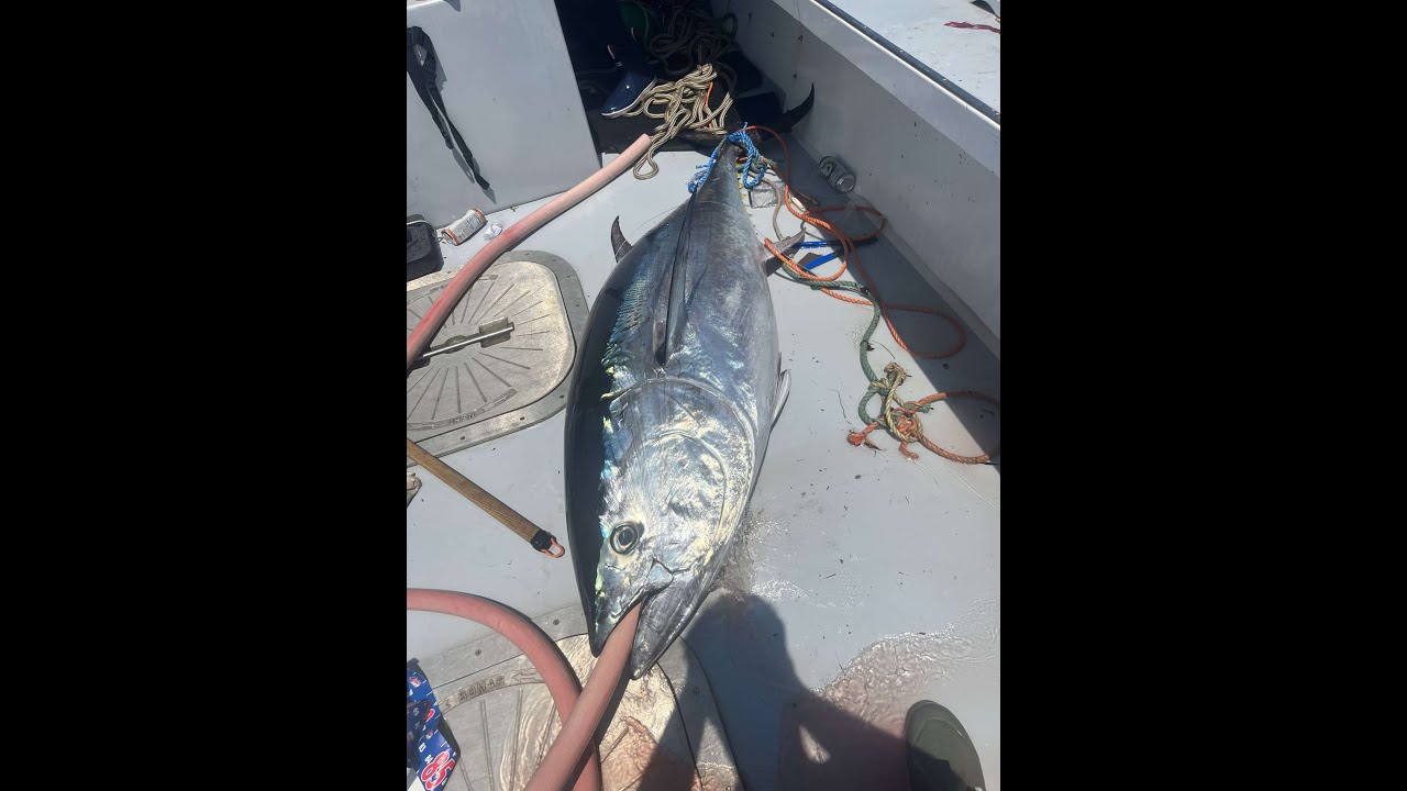 OUR FIRST GIANT MAINE BLUEFIN - YouTube