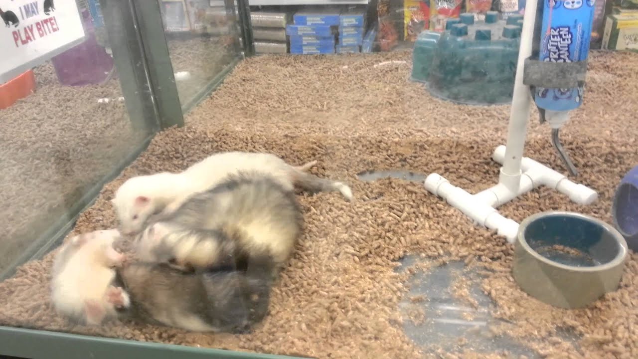 Cute Ferrets having fun and playing - YouTube