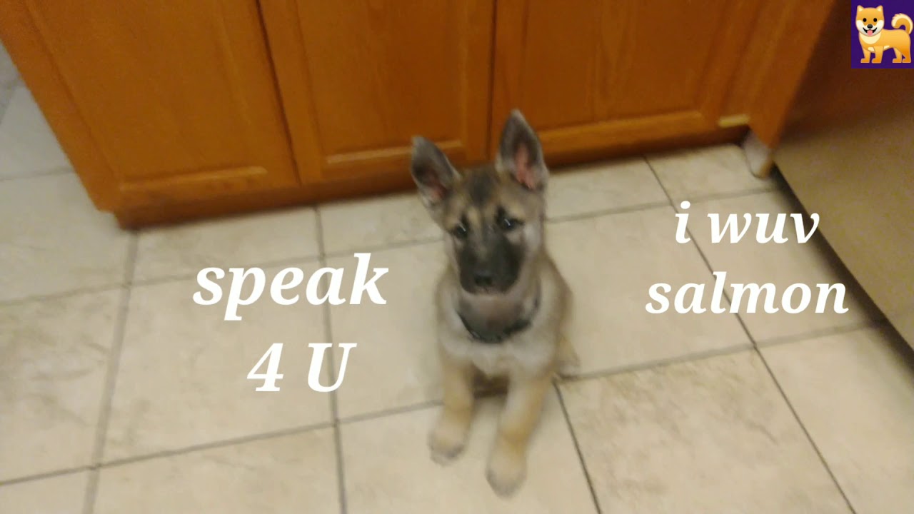 Warning: Cuteness Overload | 56 Days Old Coastal Wolf Hops and Leaps of ...