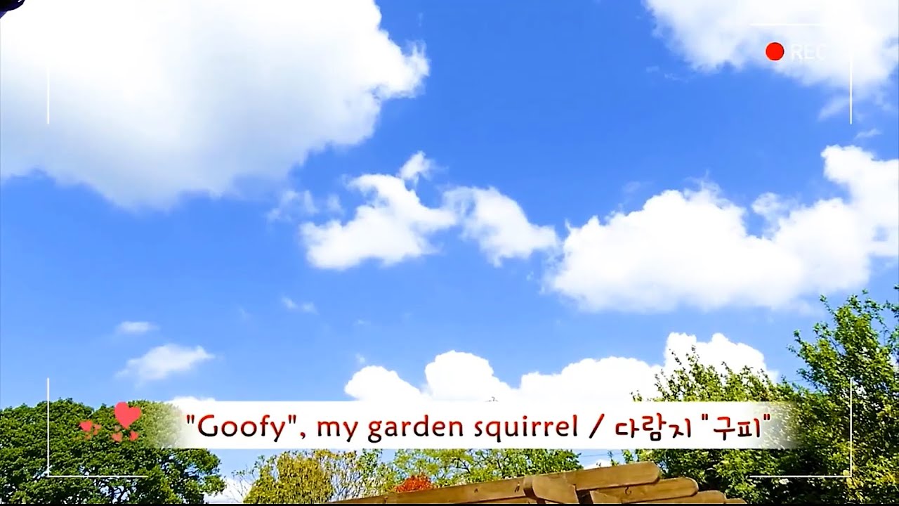 Introducing My Garden Squirrel "Goofy" :: Back Garden :: Squirrel - YouTube