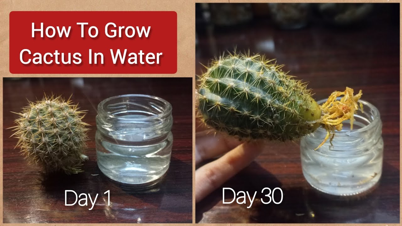 How To Grow Cactus In Water | How To Grow Cactus From Cuttings #cactus ...