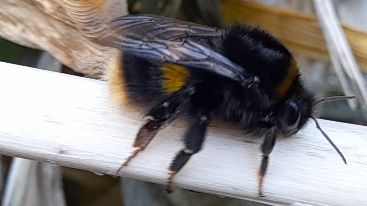 Weary Bumble Bee: Stroll & Rest! - YouTube