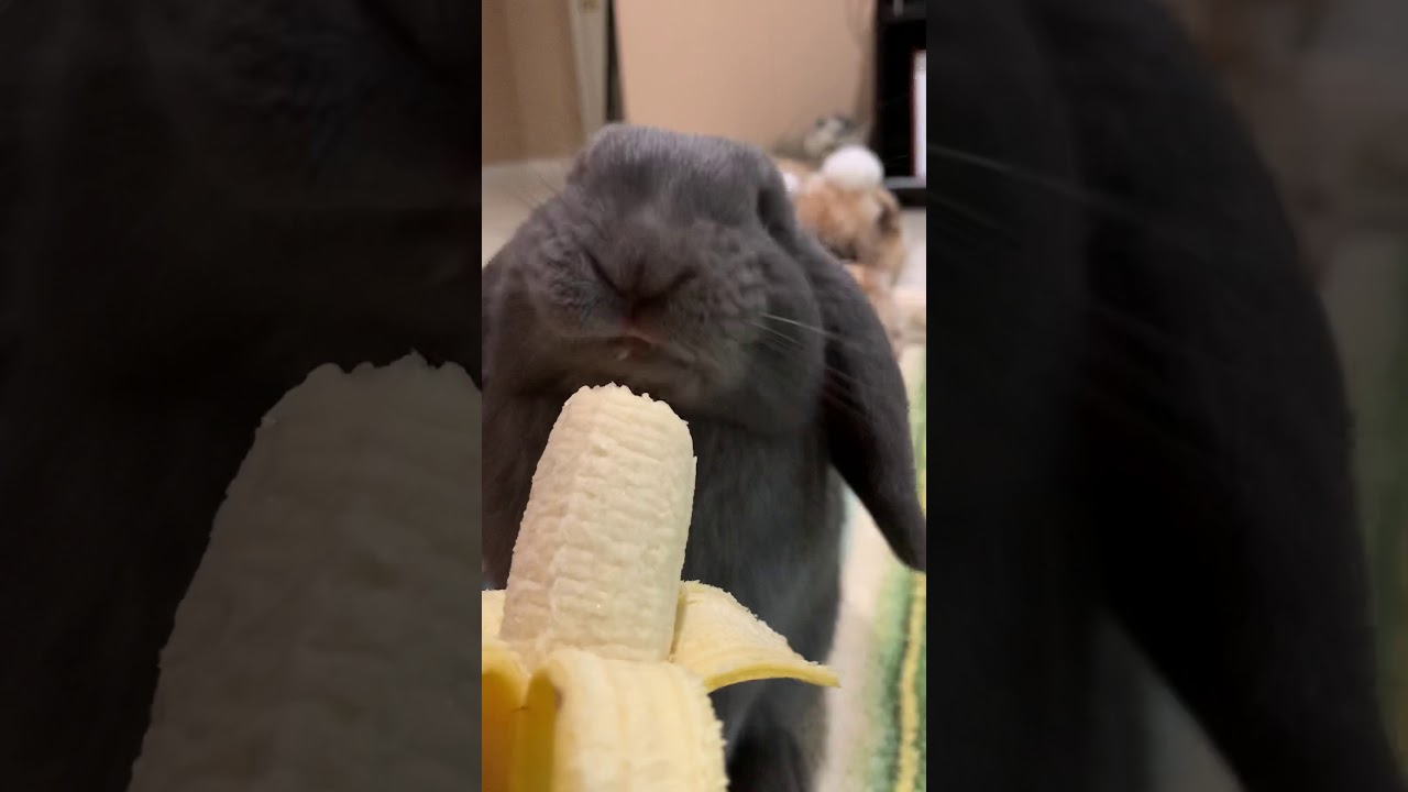 Rabbit Vs. Banana - YouTube