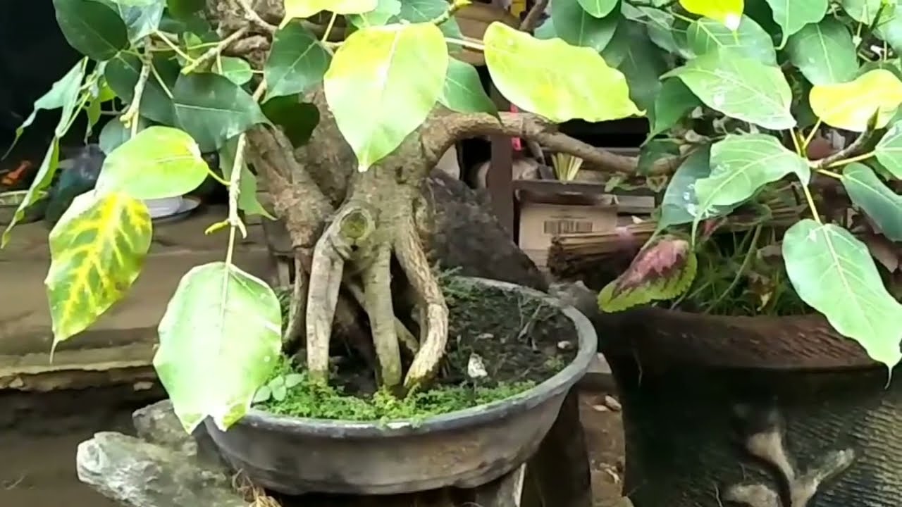INSPIRASI BONSAI POHON ANCAK (ficus rumphii) - YouTube