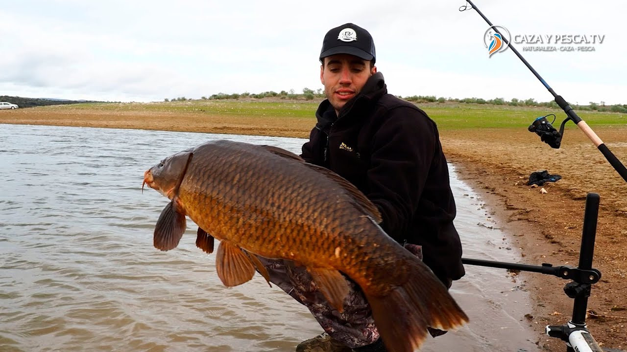 𝐅𝐞𝐞𝐝𝐞𝐫 𝐞𝐱𝐭𝐫𝐞𝐦𝐨 𝐞𝐧 𝐎𝐫𝐞𝐥𝐥𝐚𝐧𝐚】,Feeder con Real Drops, Documental - YouTube