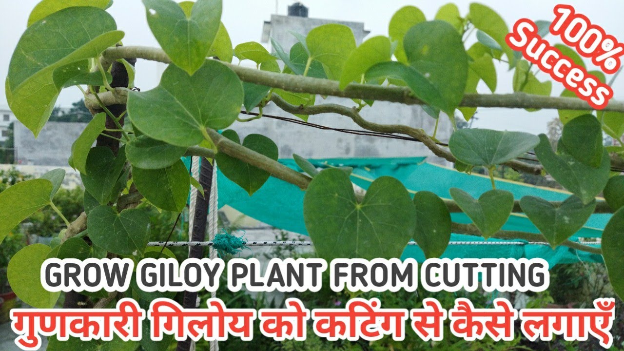 Giloy Cutting se kaise lagaye || Giloy from cutting || Giloy plant ...