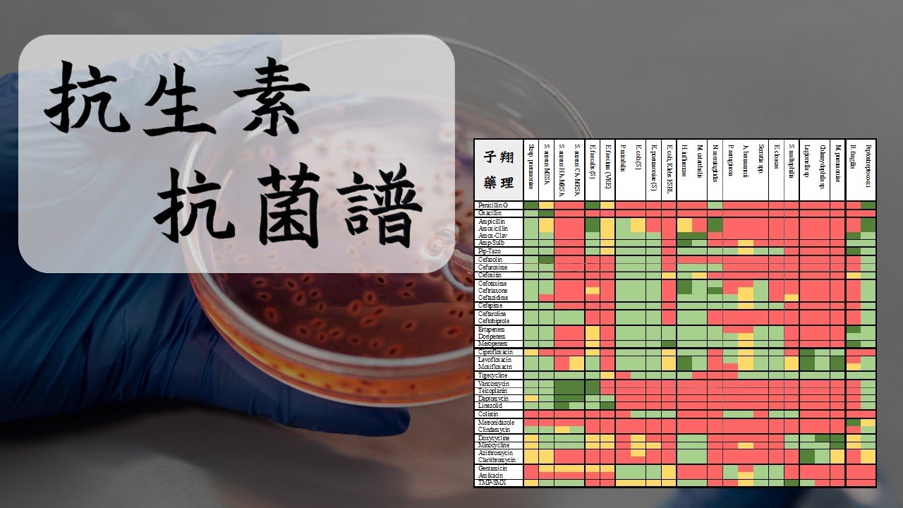 【免費領取】抗生素抗菌譜教學大全！建立抗生素架構，一次搞懂23隻細菌及37個抗生素，基礎藥理銜接臨床必看！Antibiotic ...