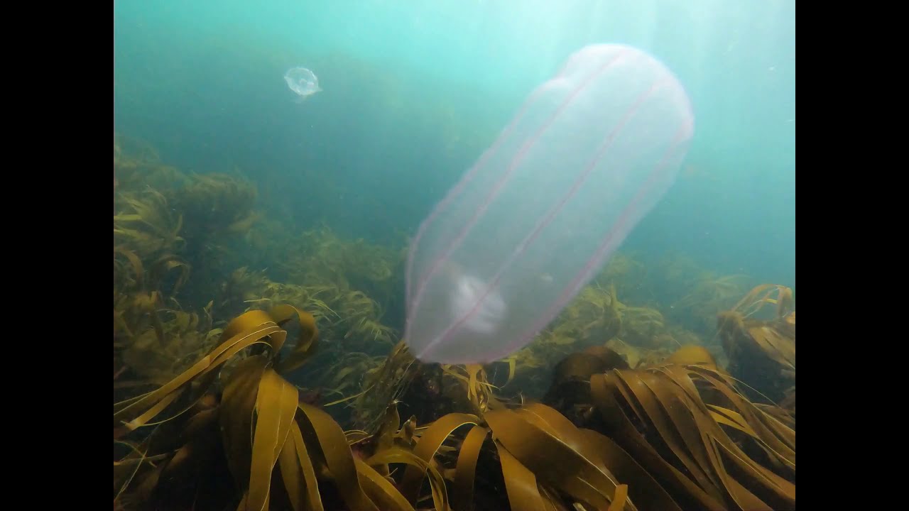 Blue Pool Kilkee May 2020 - YouTube