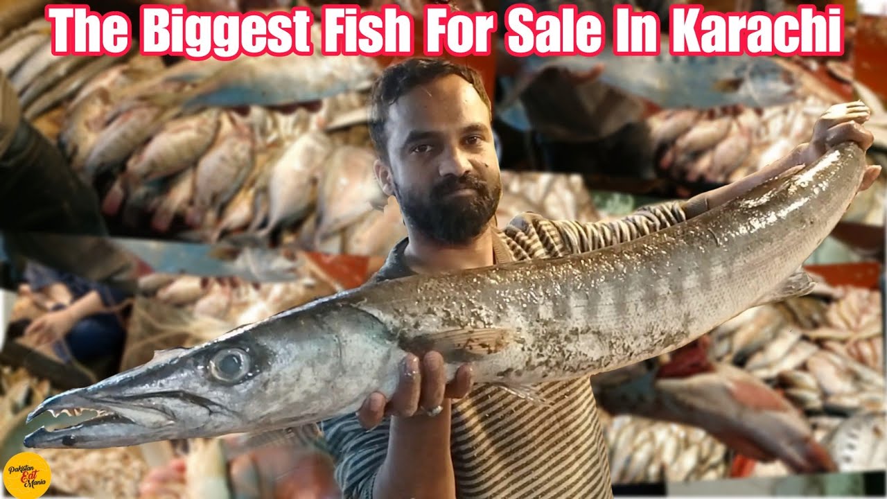 The Biggest Fish For Sale In Karachi | White Kun | Mushka Fish ...