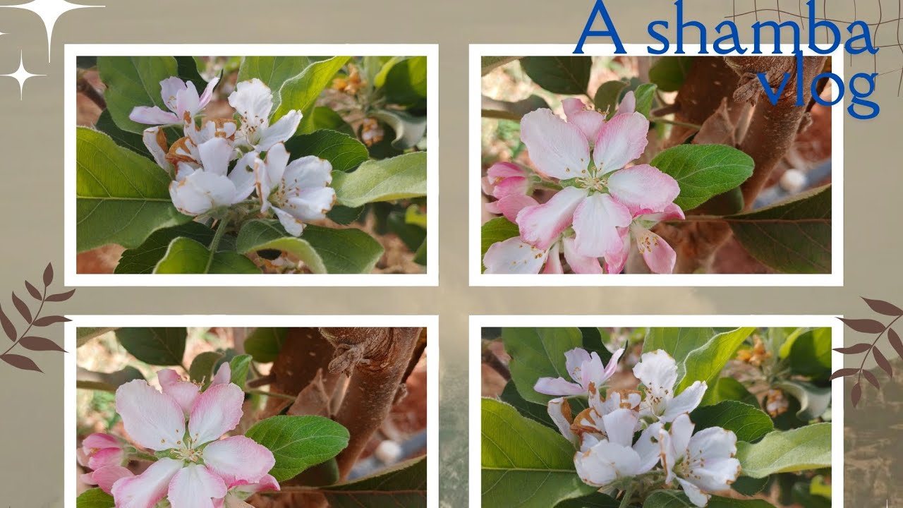 a shamba vlog | progress on the apples after flowering - YouTube