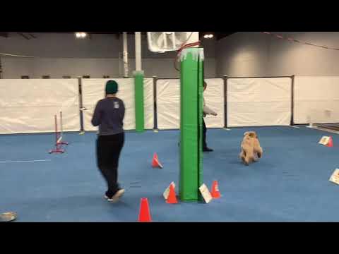 Week three sensitive dog- snippets from our trial - YouTube