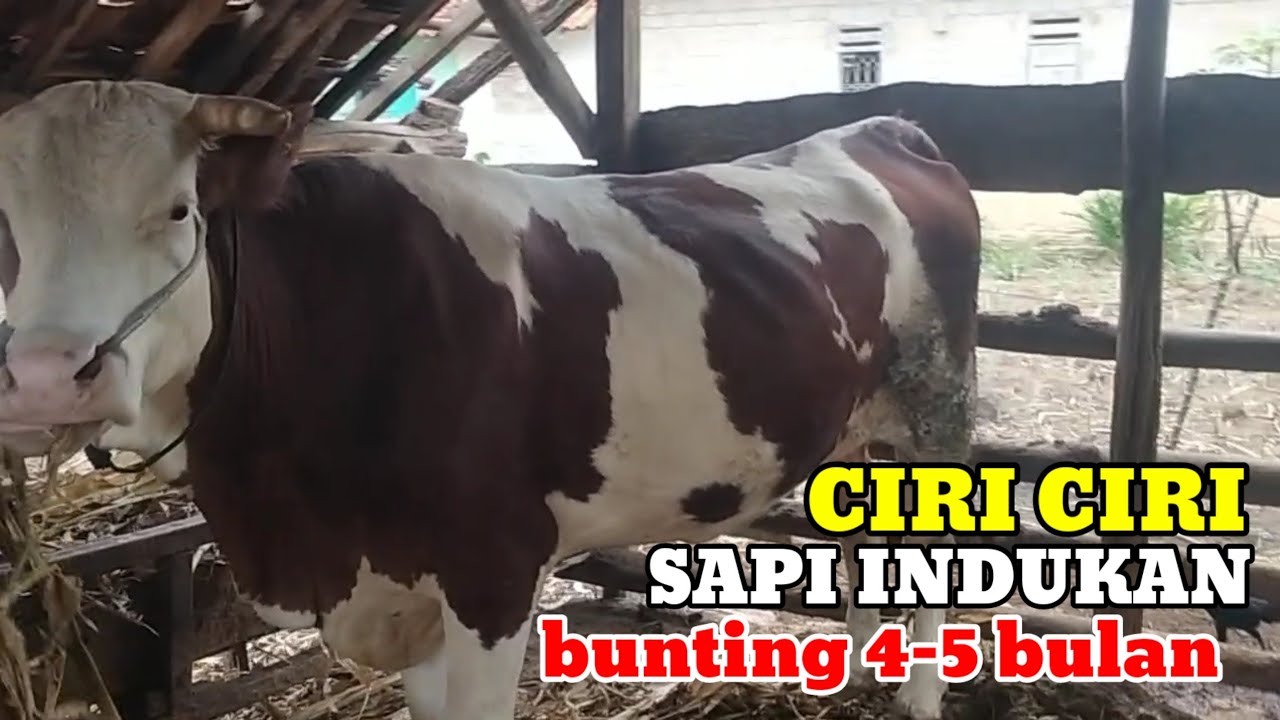 ciri ciri sapi buntng 4-5 bulan dengan postur tubuh sapi besar# - YouTube