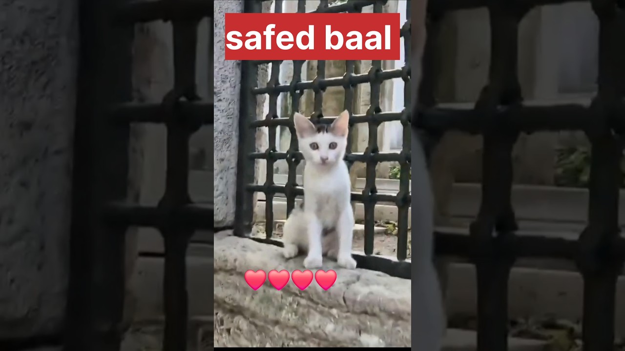 Safed baal 🥳 #cat #funny #comedy #cute #funny #shorts - YouTube