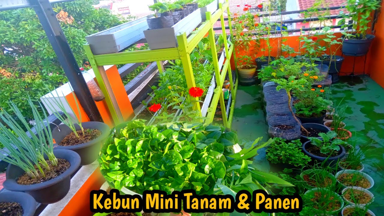 Kebun Mini Tanam & Panen Sayuran || Kebun Atap @Nankreasichannel - YouTube