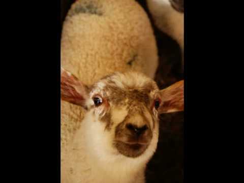 Dramatic Sheep - YouTube