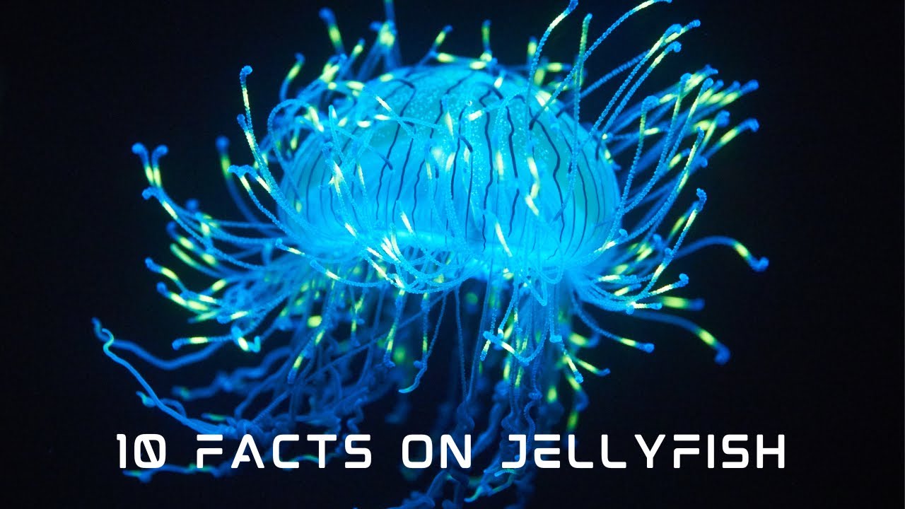 10 interesting Jellyfish facts one to know - YouTube