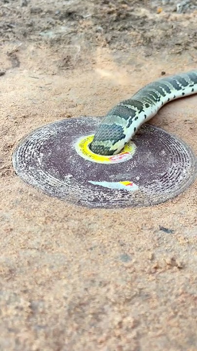 You Won't Believe Where This Snake Goes! #traditionalhunting #snake # ...