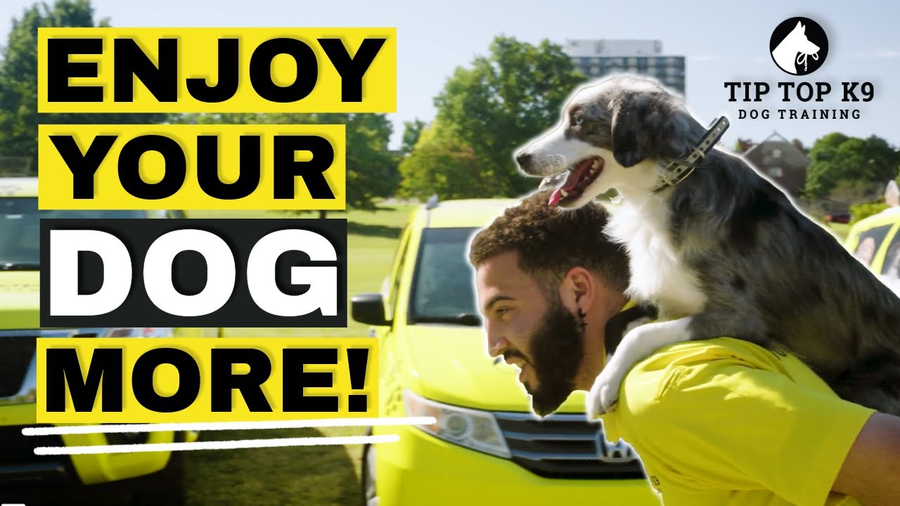 Enjoy Your Dog More | Tip Top K9 - YouTube