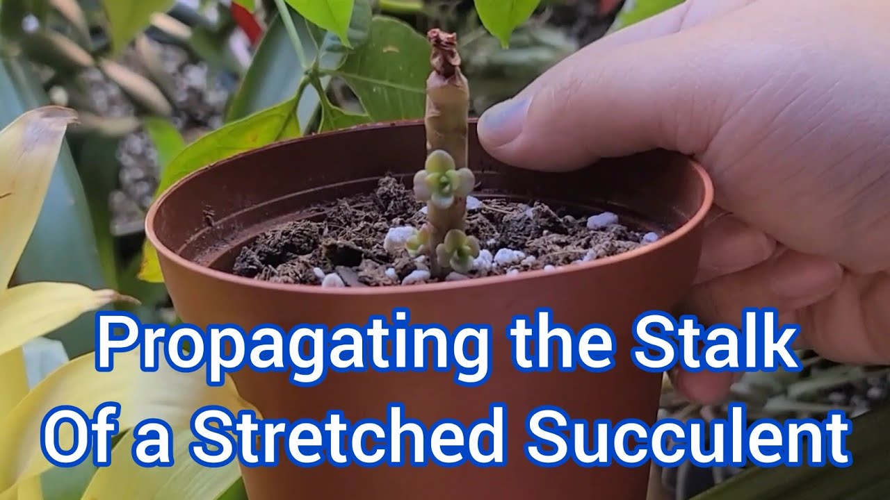 Propagating the Stalk Of a Stretched Succulent - YouTube