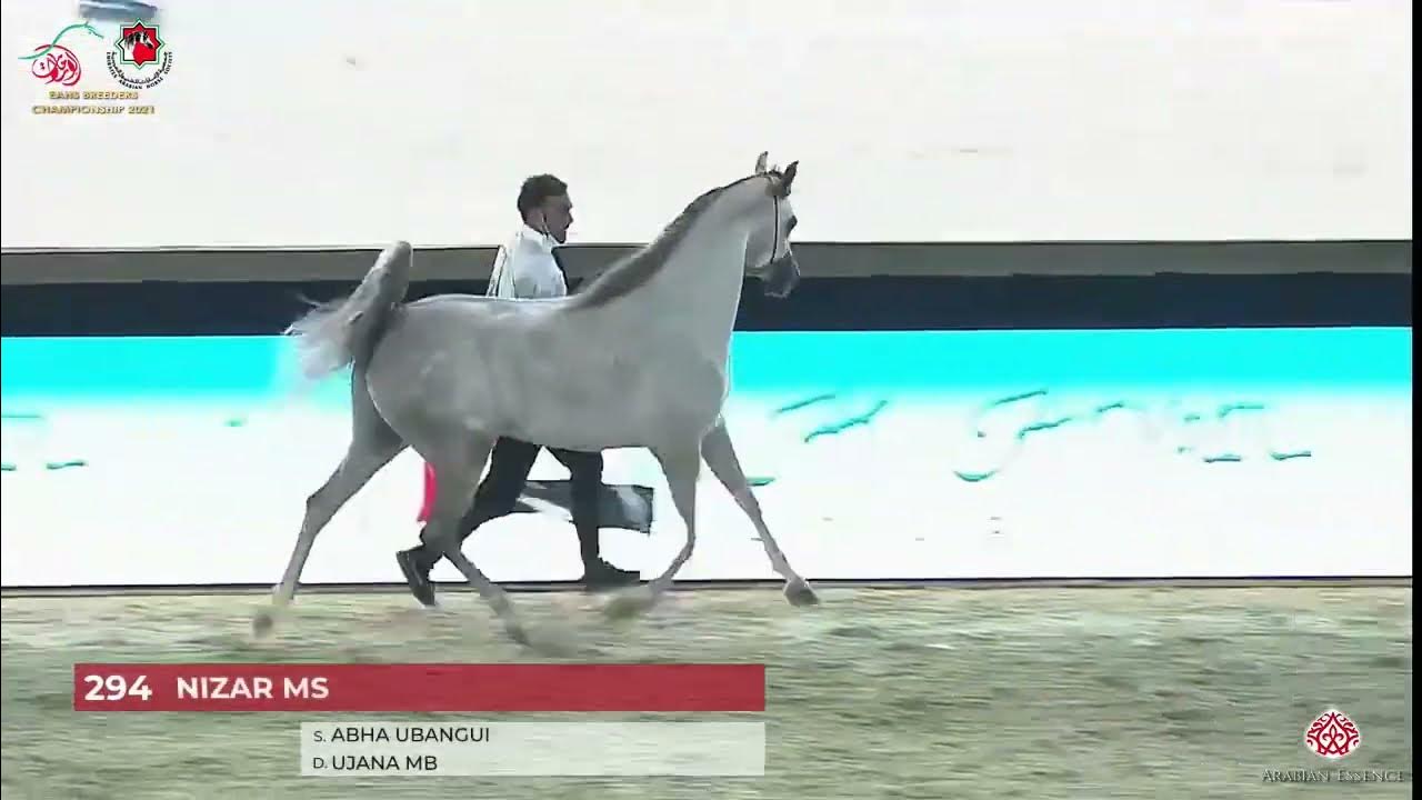 N.294 NIZAR MS - Emirates Arabian Horse Breeders Championship 2021 ...