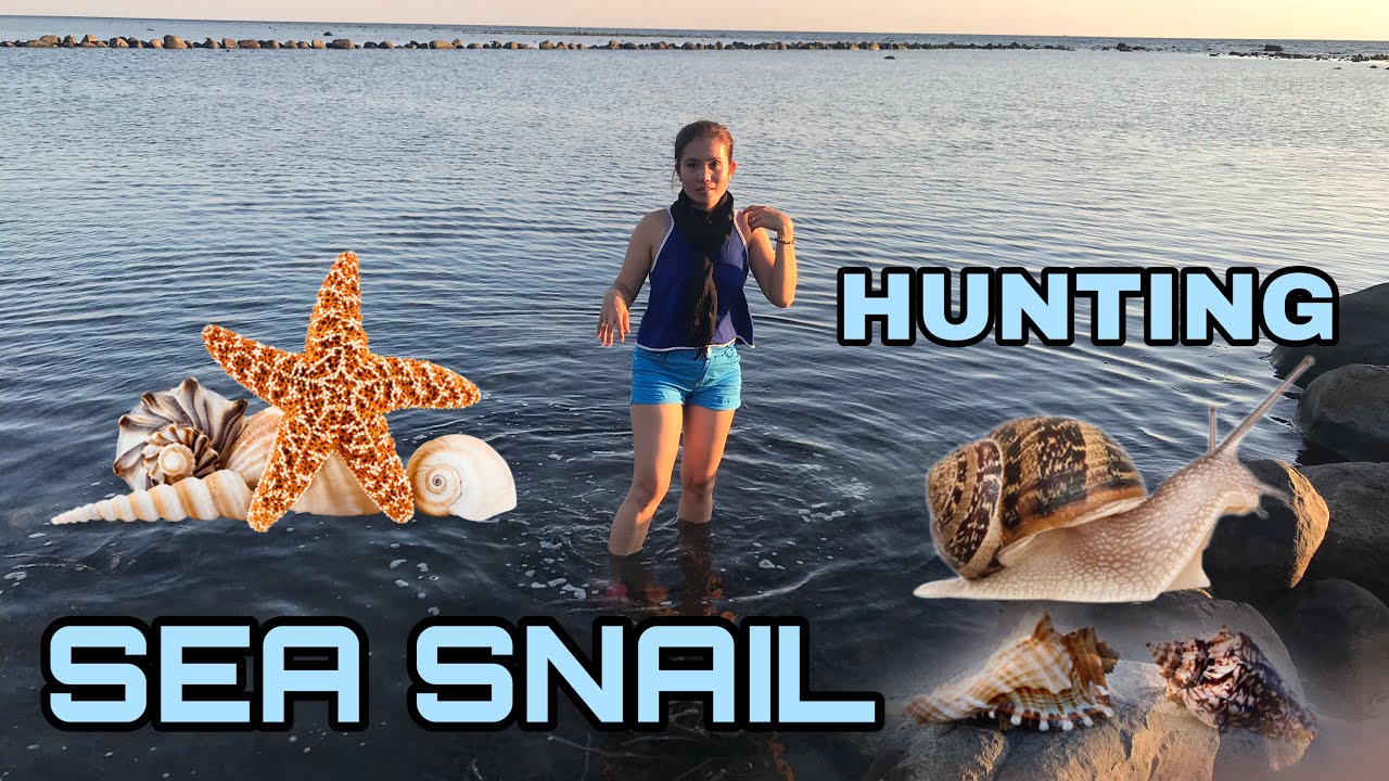 SEA SNAIL HUNTING - YouTube