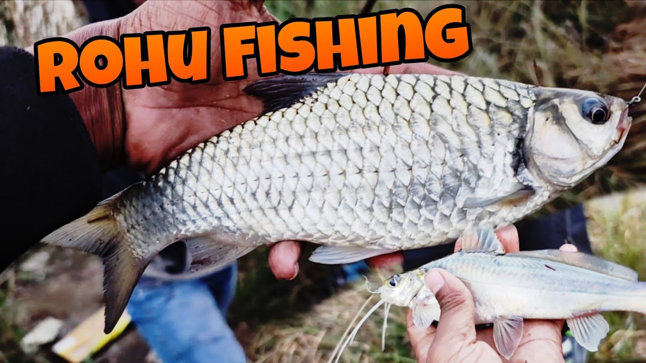 Rohu Fishing | ठंड मे रोहू मछली का शिकार | Rohu Fish Bait @Niketfishing - YouTube